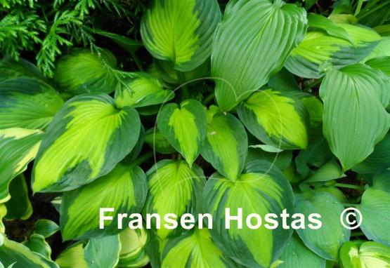 Hosta Captain Kirk - Fransen Hostas